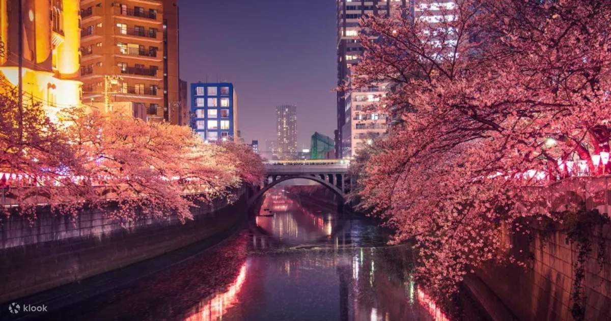 Sakura & Omakase Dining: Tur Meguro dengan Pemotretan Profesional (Tokyo) - Klook Indonesia